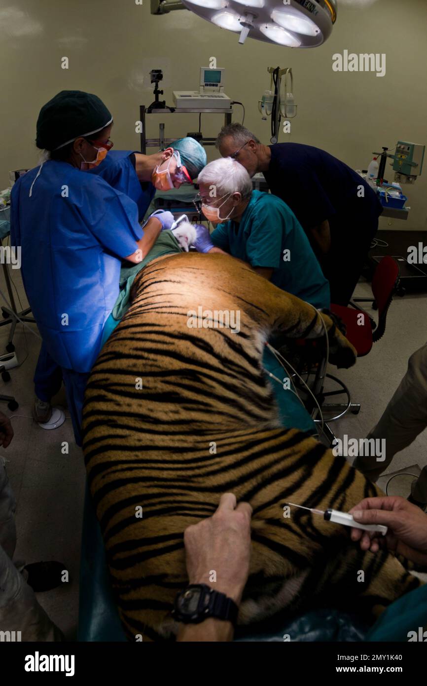 Kashi, a 2-year-old male Sumatran tiger of the Rome zoo, receives tooth ...