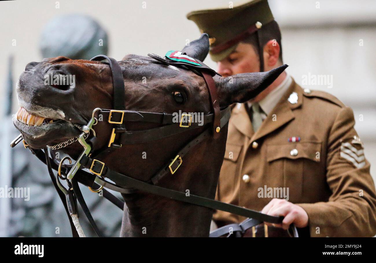 Horse Haldalgo, representing life-saving US Marine horse Sergeant ...