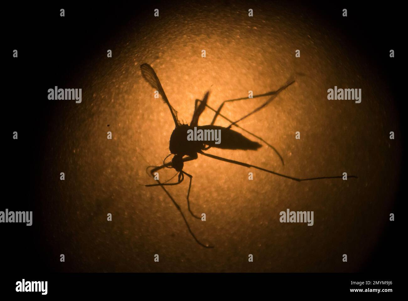 FILE - In this Jan. 27, 2016, file photo, an Aedes aegypti mosquito is ...