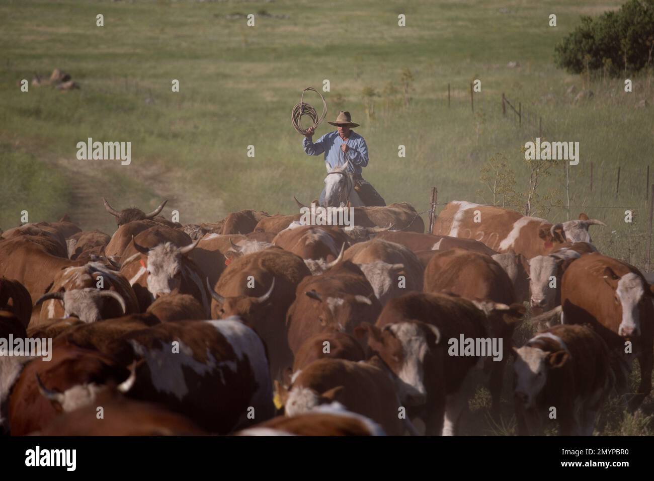 In this Thursday, April 21, 2016 photo Israeli cowboy Yehiel Alon rides ...