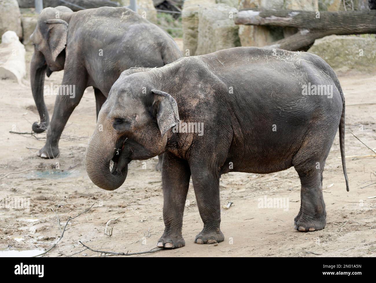 In this picture taken at the zoo in Prague, Czech Republic, on Tuesday ...
