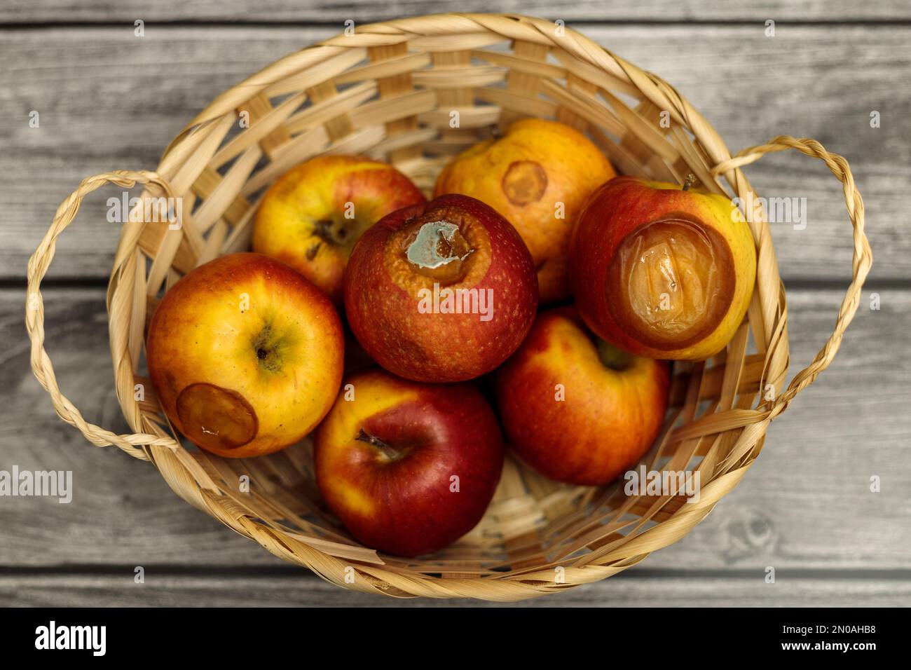 Microbial spoilage immagini e fotografie stock ad alta risoluzione - Alamy