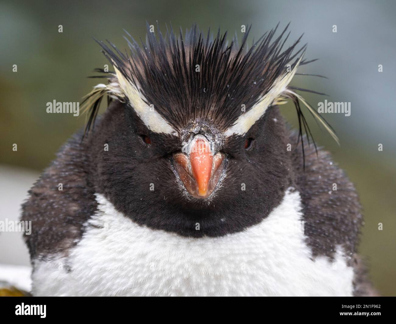 Rockhopper del sud immagini e fotografie stock ad alta risoluzione - Alamy