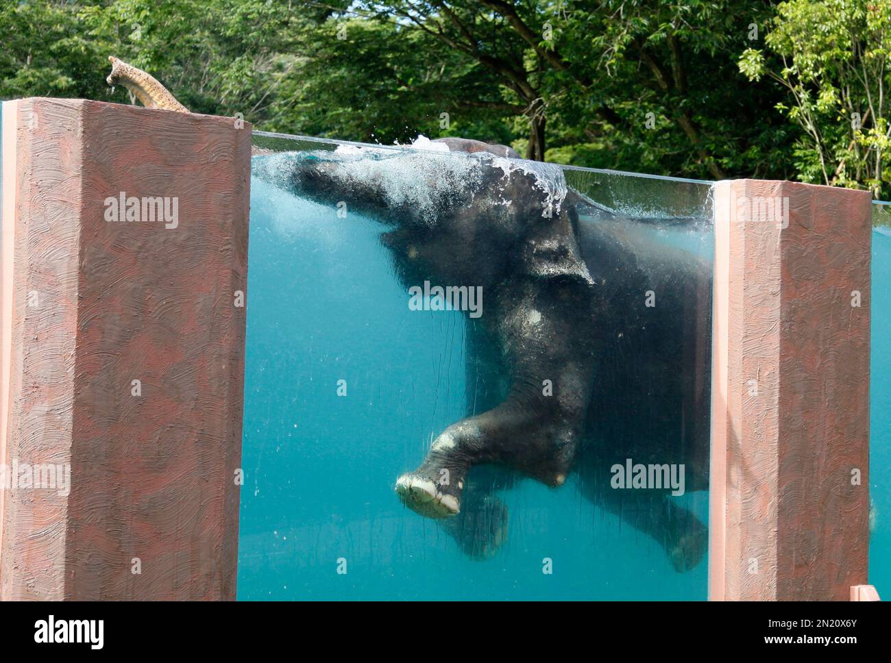 An Asian elephant swims a 65-meters long pool at Fuji Safari Park in ...
