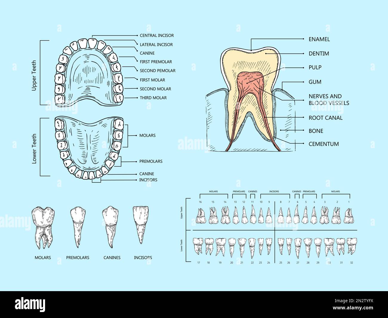 Schema anatomico dei denti. Struttura dei denti infografica, diagramma di perdita dei denti ...
