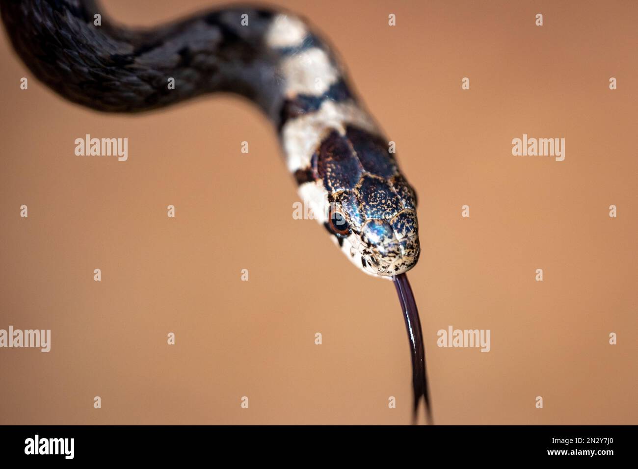Dekays brown snake immagini e fotografie stock ad alta risoluzione - Alamy