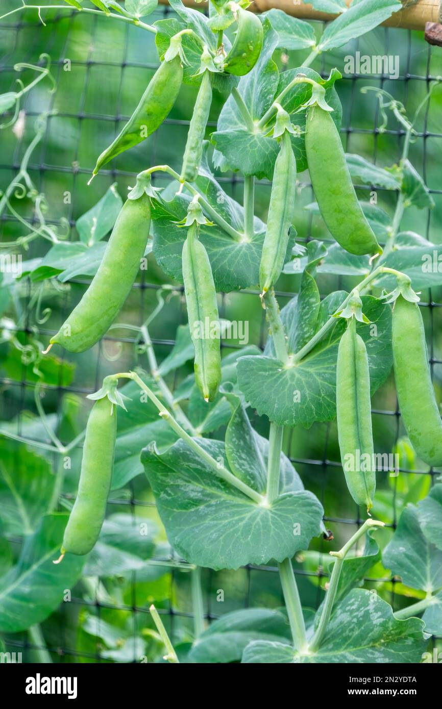 Pianta di pisello pisum sativum immagini e fotografie stock ad alta ...