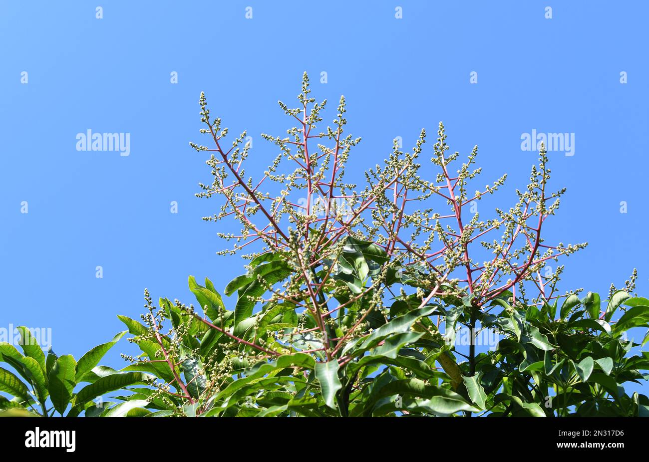 Fiore di mango immagini e fotografie stock ad alta risoluzione - Alamy