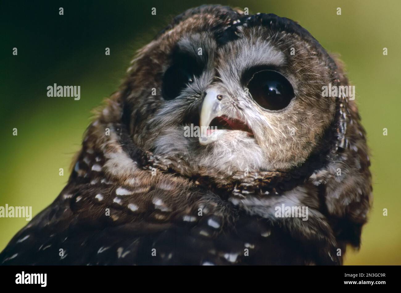 Strix occidentalis occidentalis immagini e fotografie stock ad alta ...