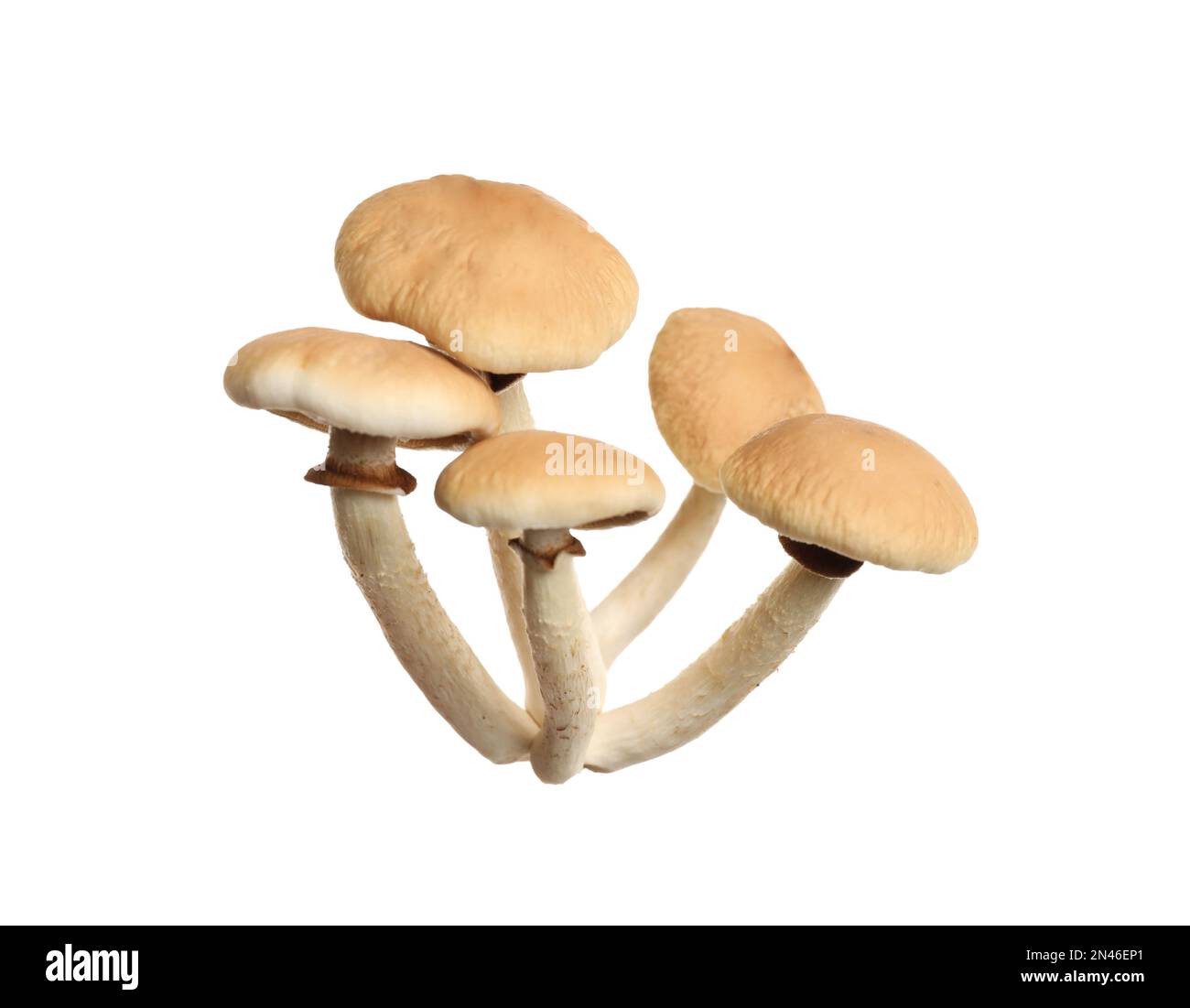 Funghi pioppini freschi selvatici isolati su bianco Foto stock - Alamy