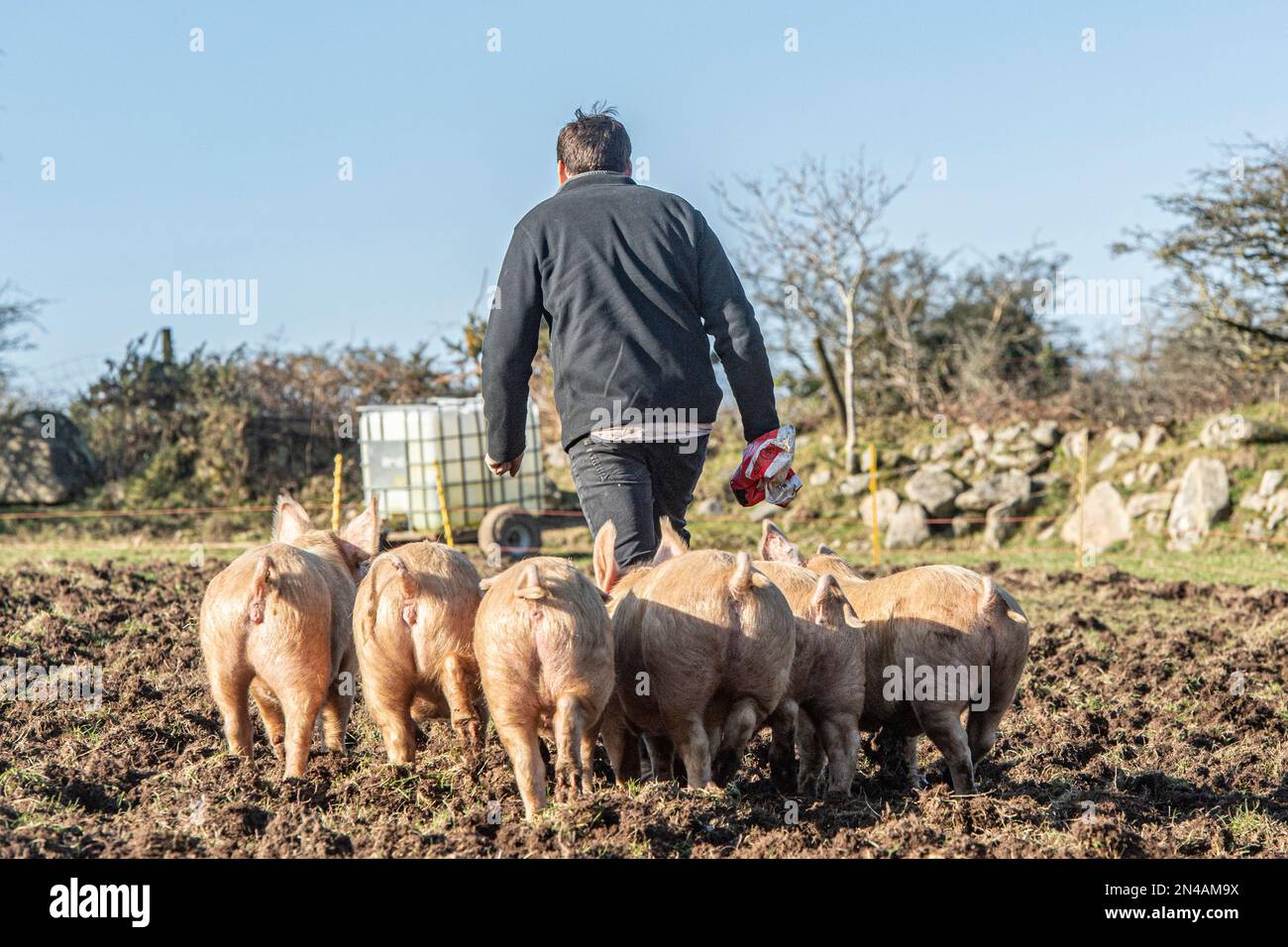 Contadino con i maiali immagini e fotografie stock ad alta risoluzione ...