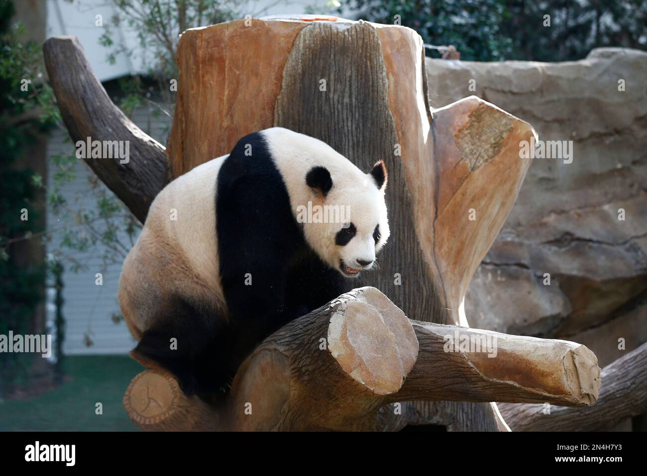 Fu Wa, one of two giant pandas from China sits on a structure at the ...