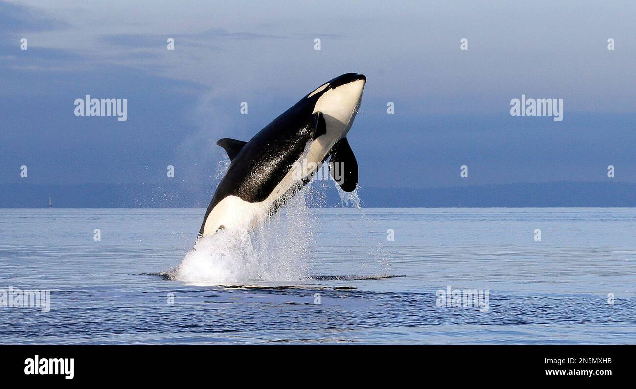 An endangered female orca leaps from the water while breaching in Puget Sound west of Seattle ...