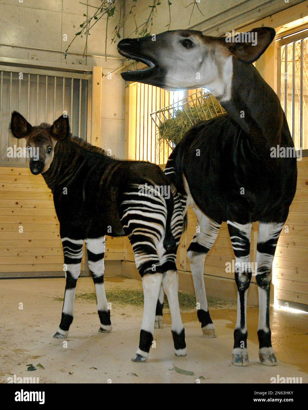 FILE - This is a Thursday, Jan. 22, 2004 file photo of three-month-old ...