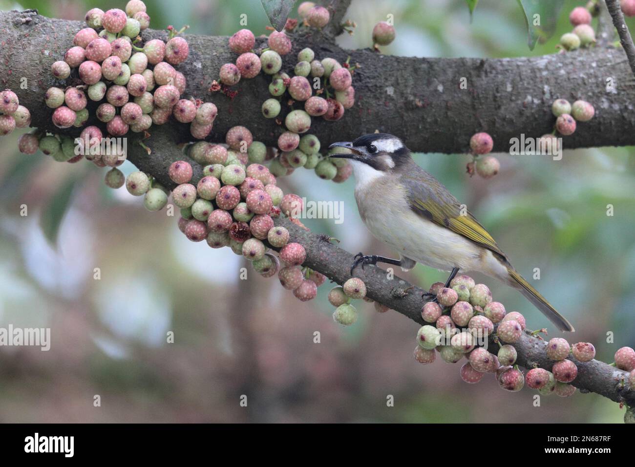 Bulbul cinese (Pycnonotus sinensis), in banyan Tree, mai po Nature ...
