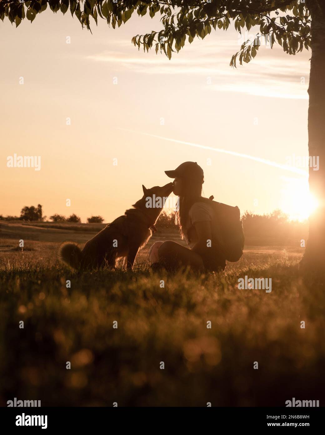 Sagoma del cane di famiglia immagini e fotografie stock ad alta ...