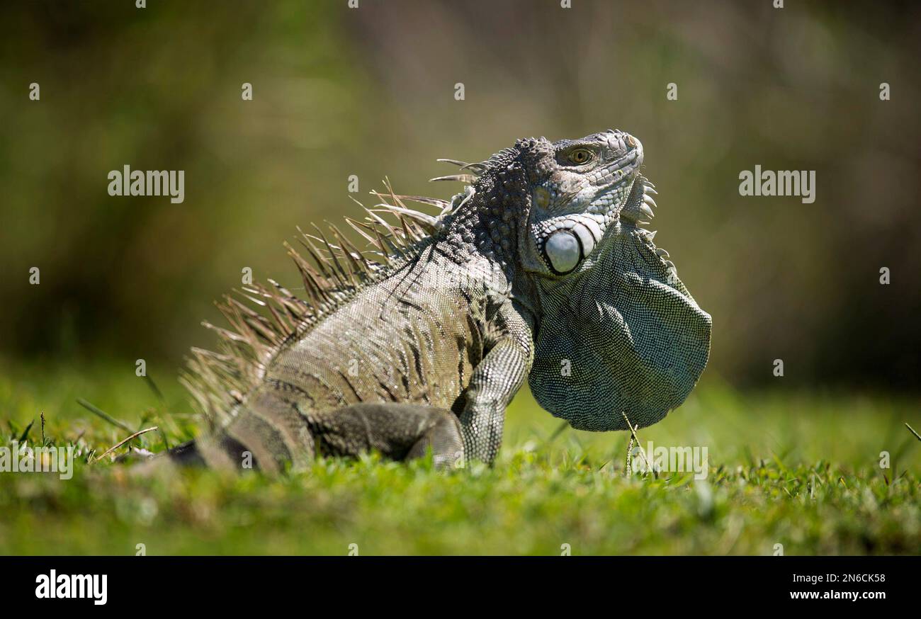 A green iguana expands its dewlap, as it sits in the sun on Key ...
