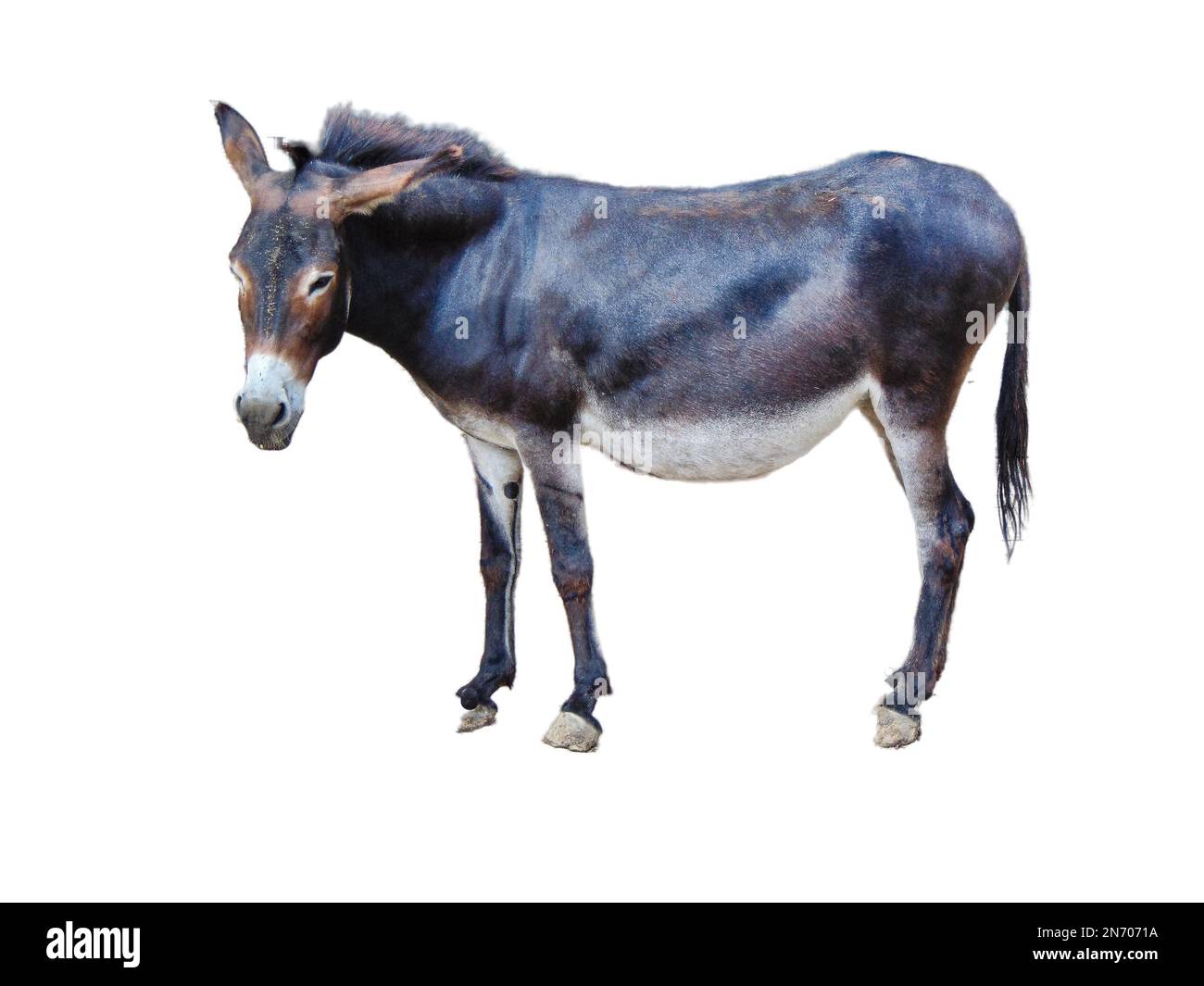 Testa di asino Immagini senza sfondo e Foto Stock ritagliate - Alamy