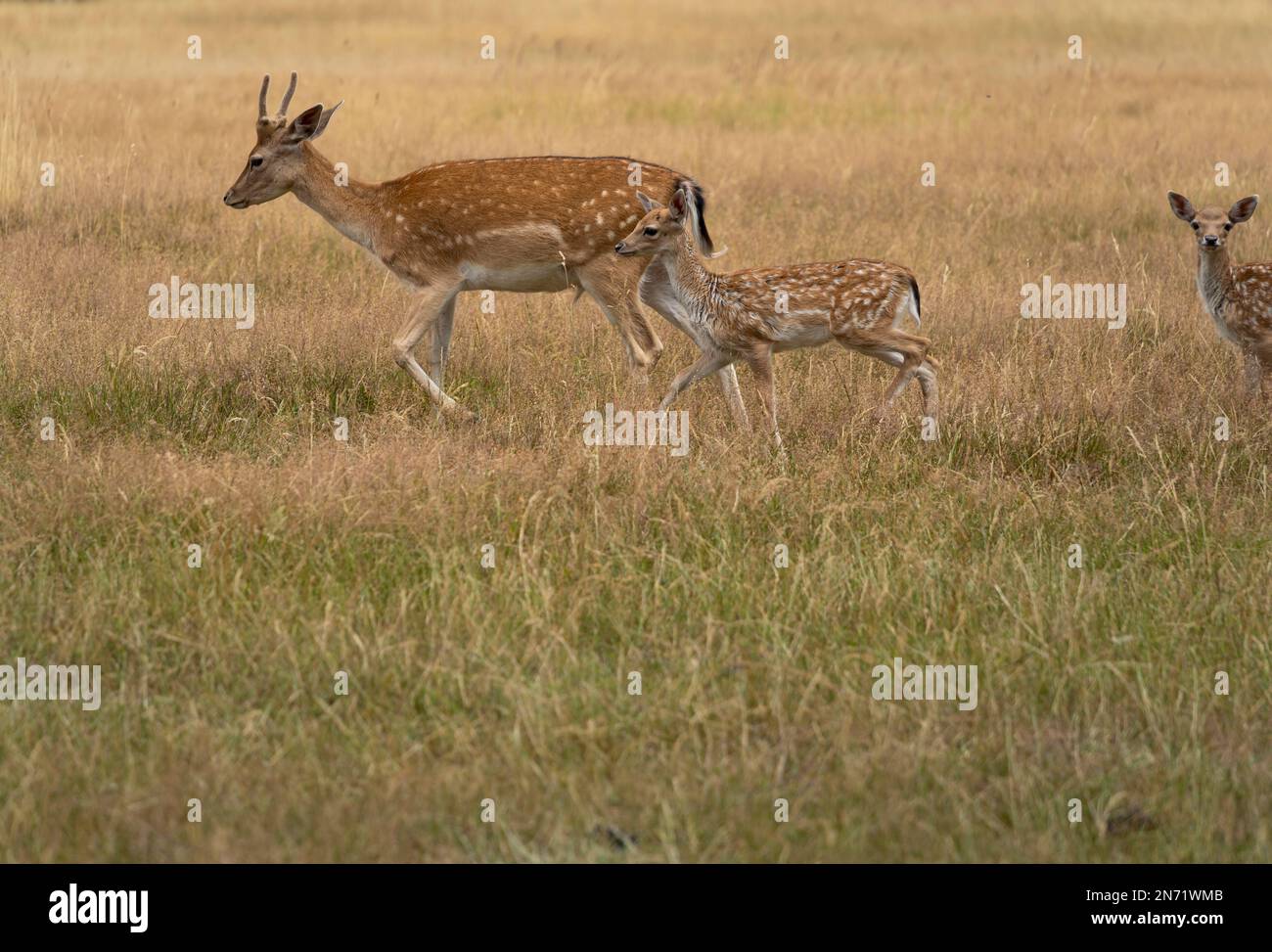 Cervo e daino immagini e fotografie stock ad alta risoluzione - Alamy