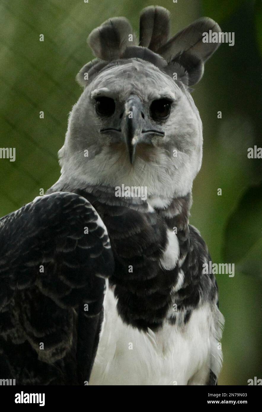 A new Harpy Eagle (Harpia harpyja) sit on their new cage at Summit Zoo ...
