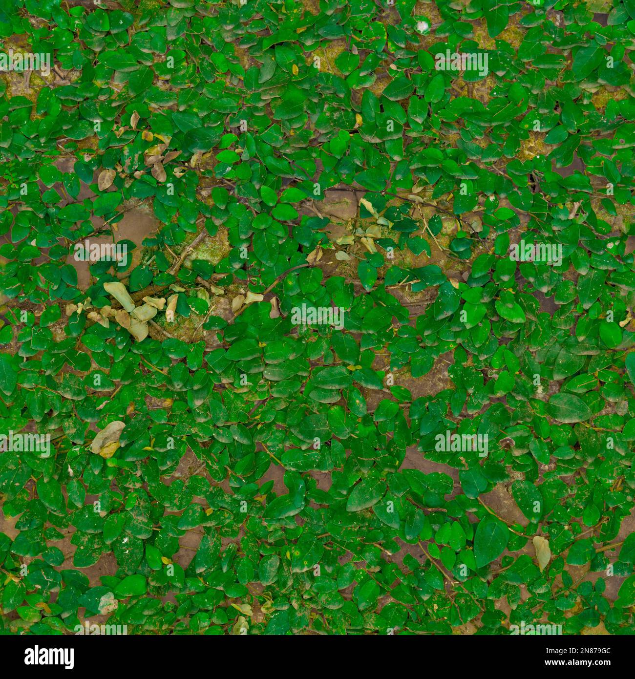 Grass seamless texture immagini e fotografie stock ad alta risoluzione ...