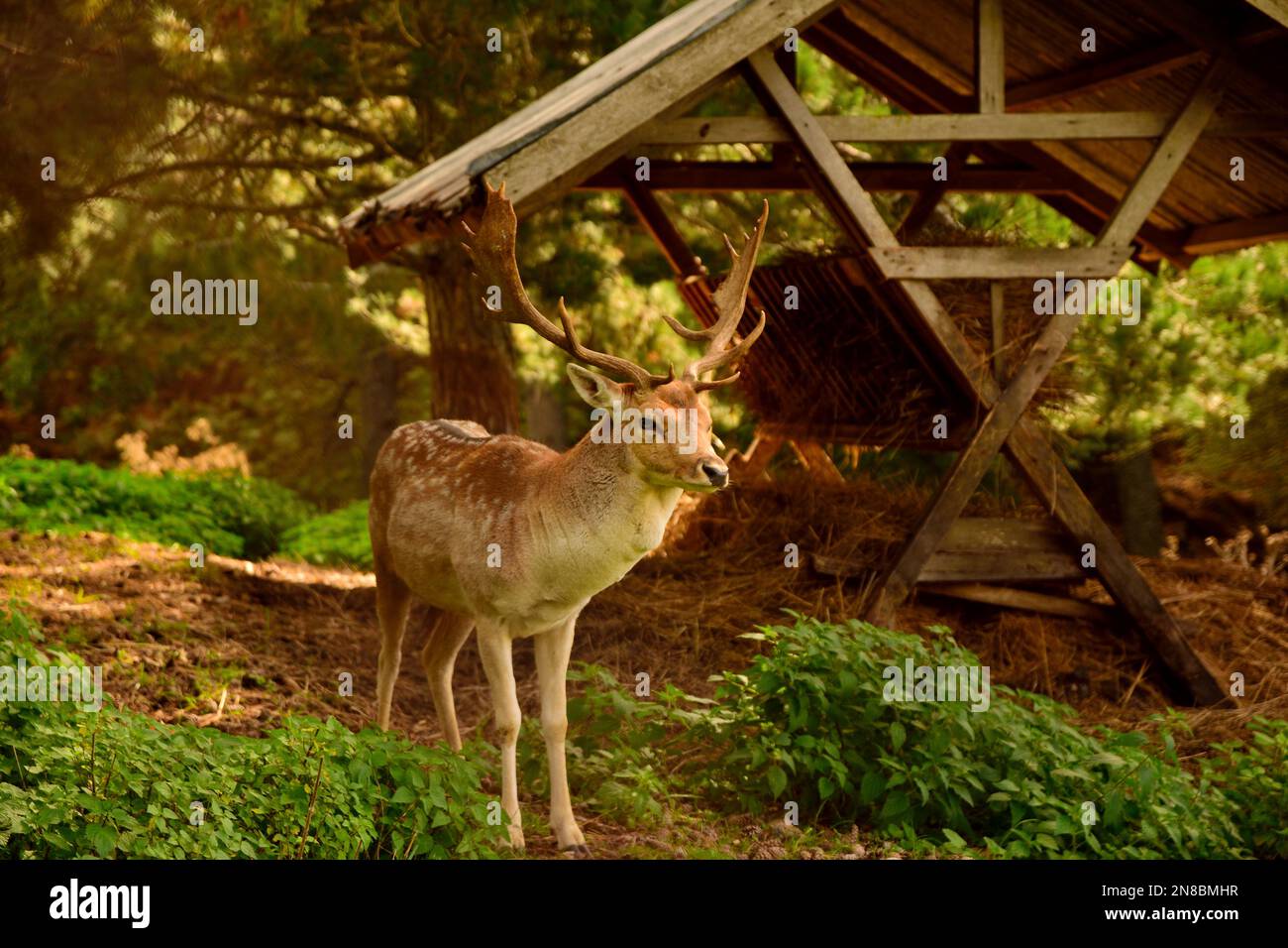 Parco nazionale sila immagini e fotografie stock ad alta risoluzione ...