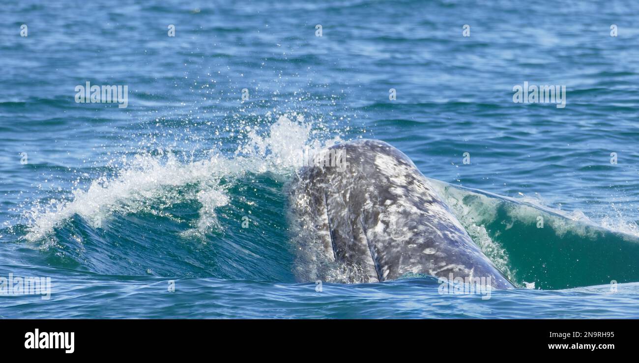 Gray whale eschrichtius robustus immagini e fotografie stock ad alta ...