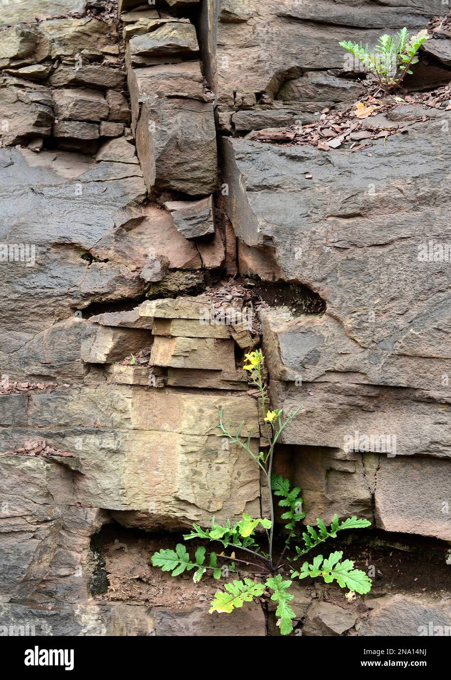 FILE - This Thursday, June 16, 2011 file photo shows an outcropping of ...