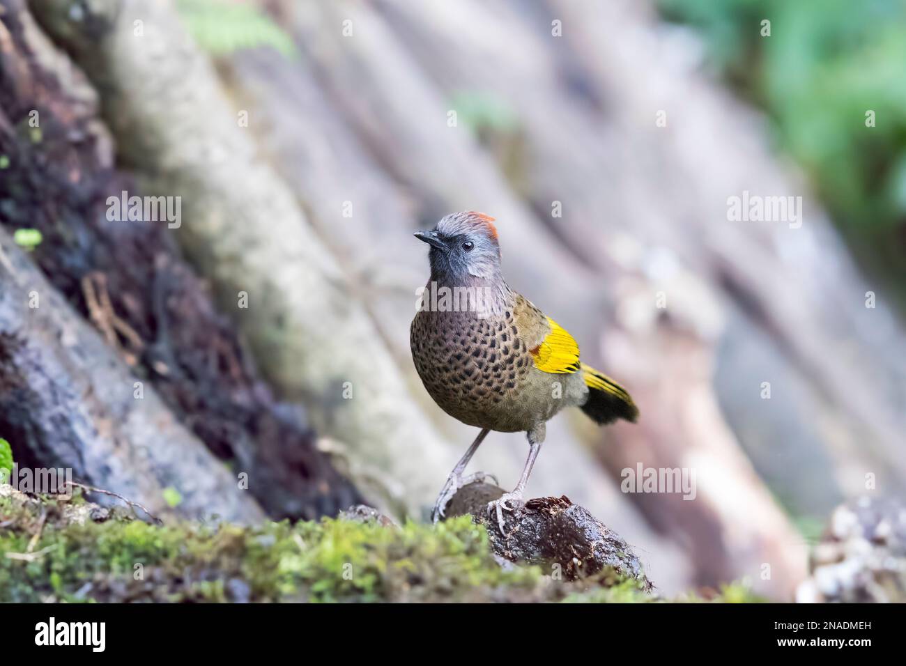Uccelli di assam immagini e fotografie stock ad alta risoluzione - Alamy