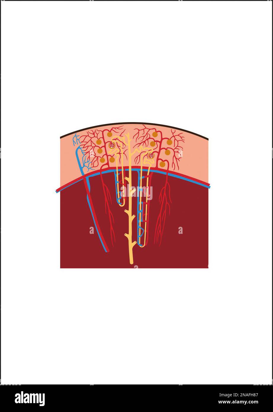 Nefroni del rene umano immagini e fotografie stock ad alta risoluzione ...