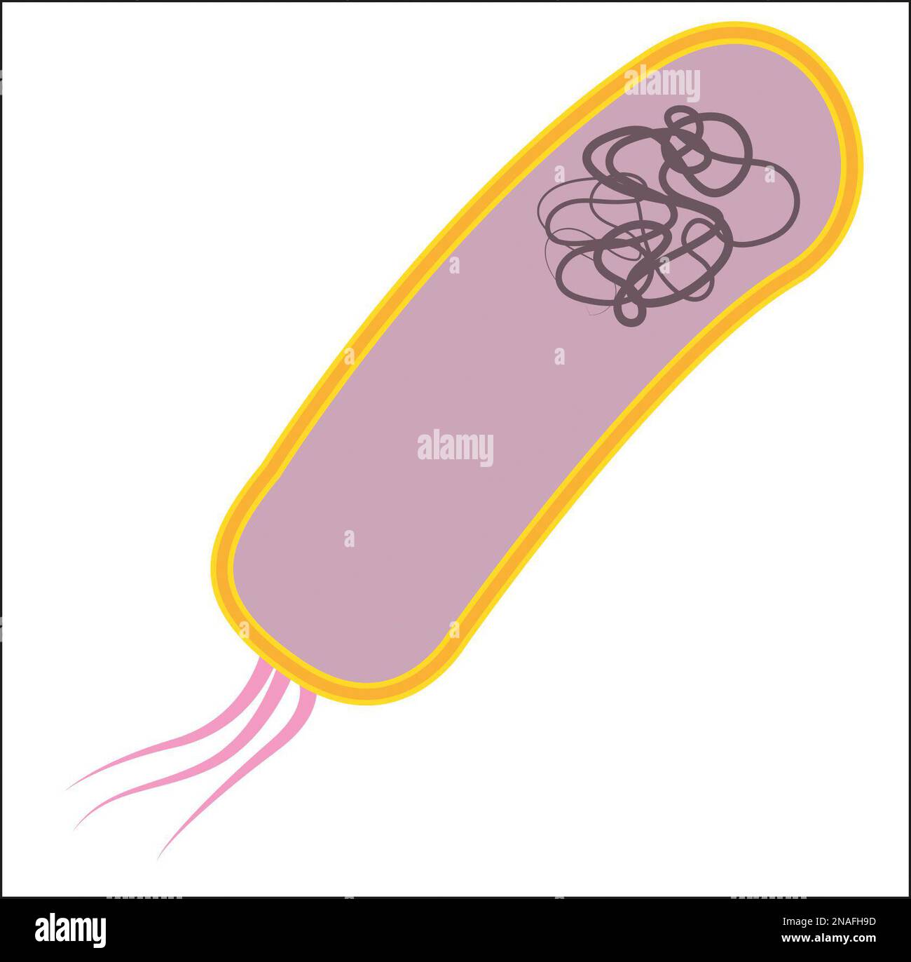 Microscopio e batteri immagini e fotografie stock ad alta risoluzione ...
