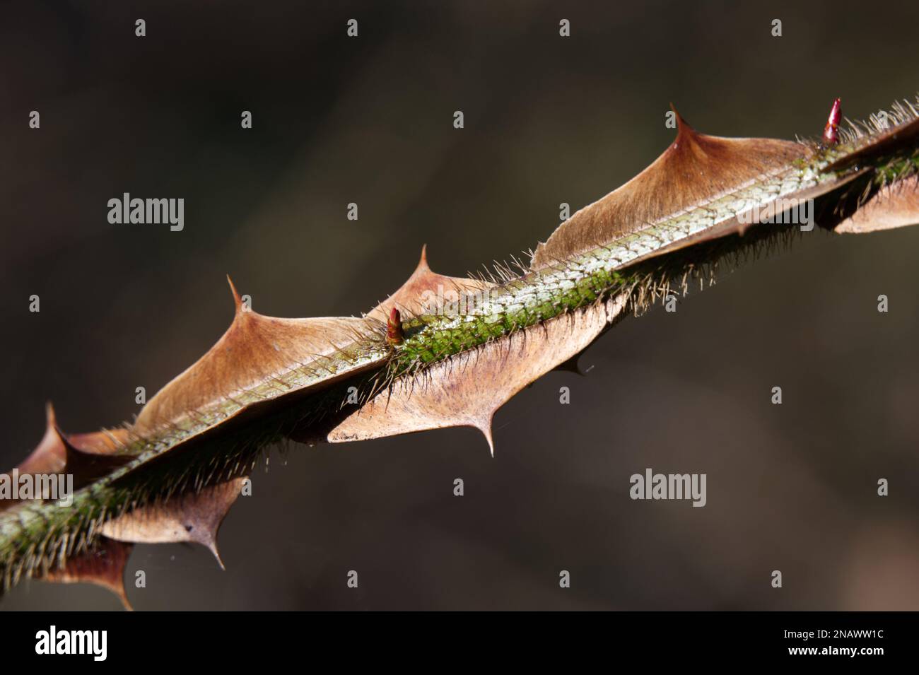 Rosa sericea omeiensis pteracantha immagini e fotografie stock ad alta ...