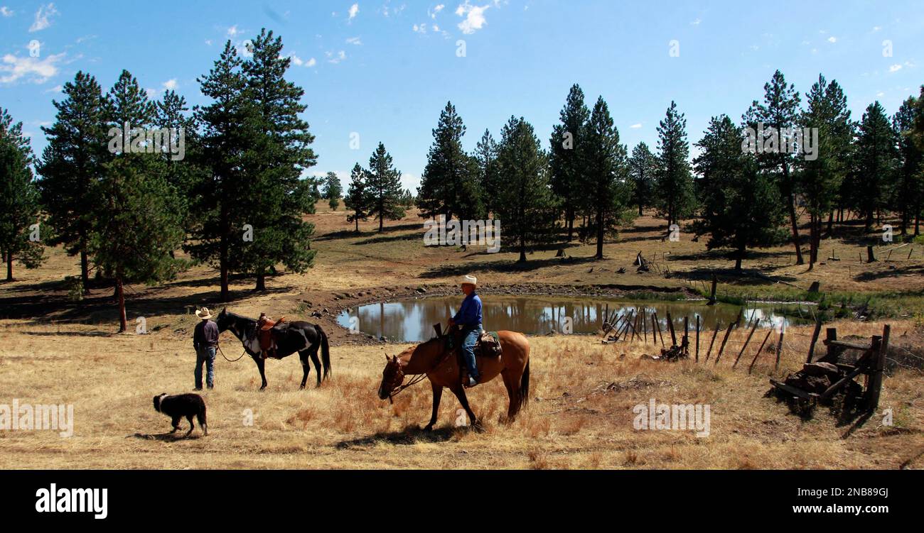 Rancher Denny Johnson, center, rides through the country side searching ...