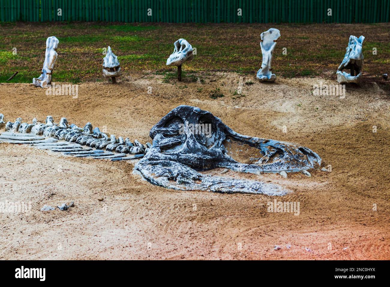 Replica di uno scheletro di dinosauro immagini e fotografie stock ad ...
