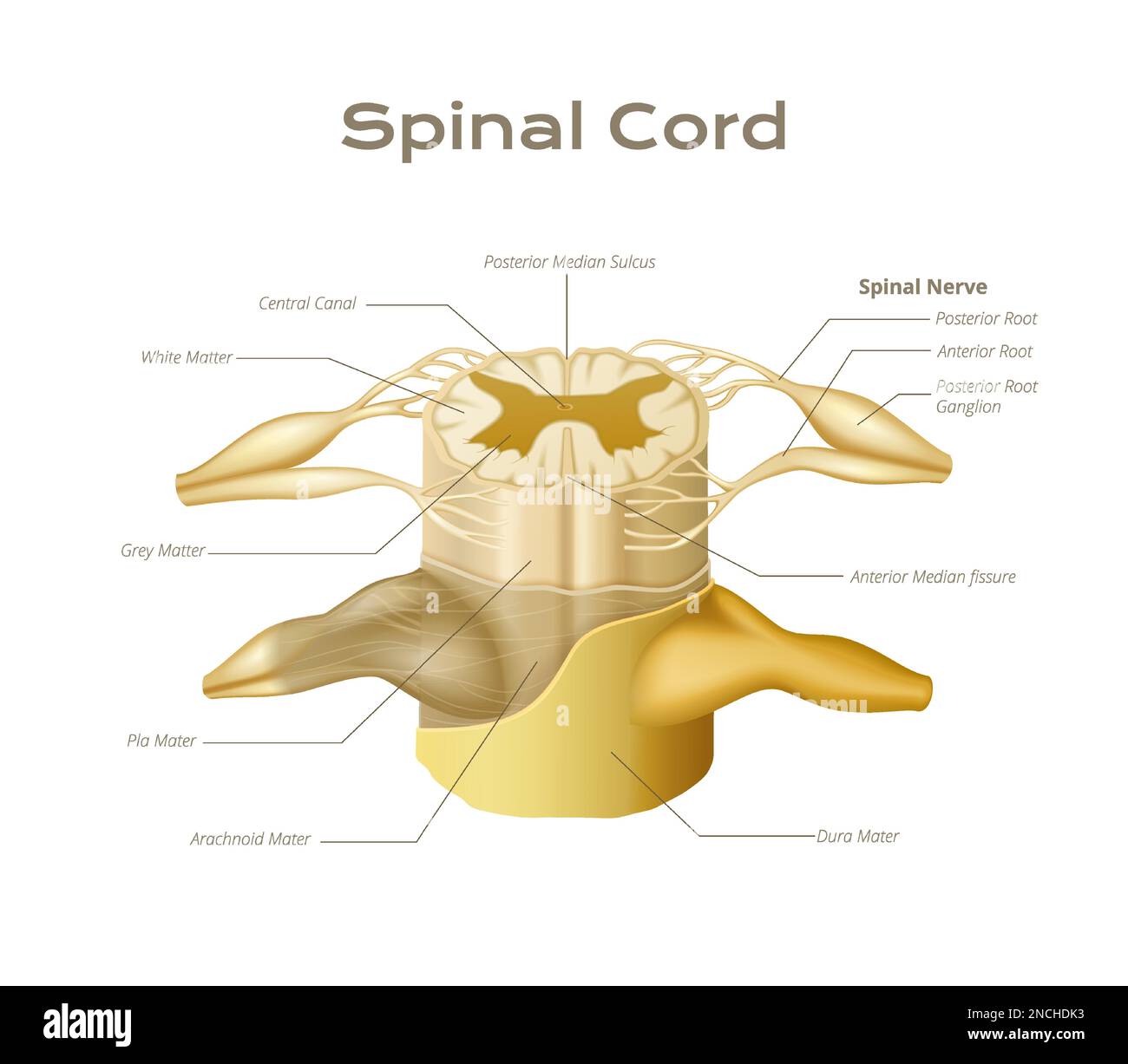 Infografica dell'anatomia del midollo spinale vertebre con ...