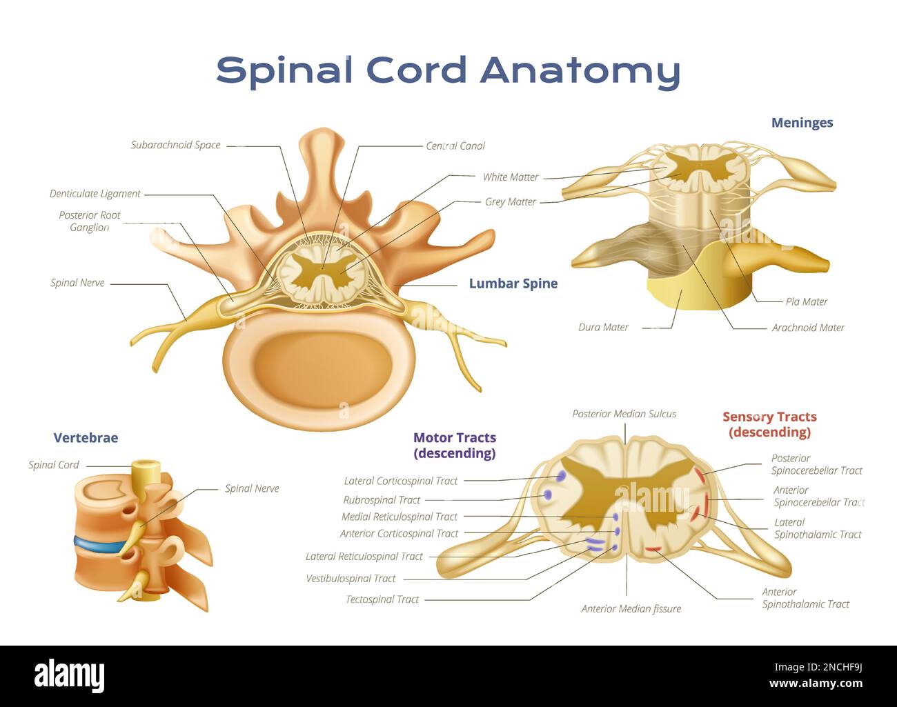 Infografia dell'anatomia del midollo spinale vertebre con diagramma ...