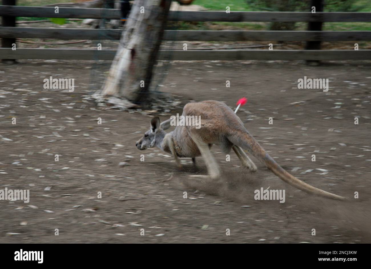 Angelina, a 7-year-old Red Kangaroo suffering from Lumpy Jaw disease ...