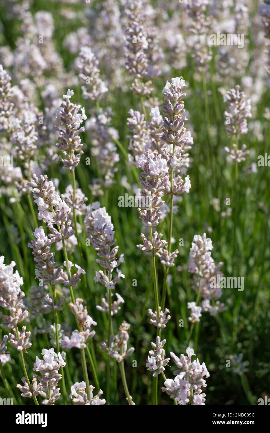 Lavandula angustifolia dwarf white immagini e fotografie stock ad alta ...