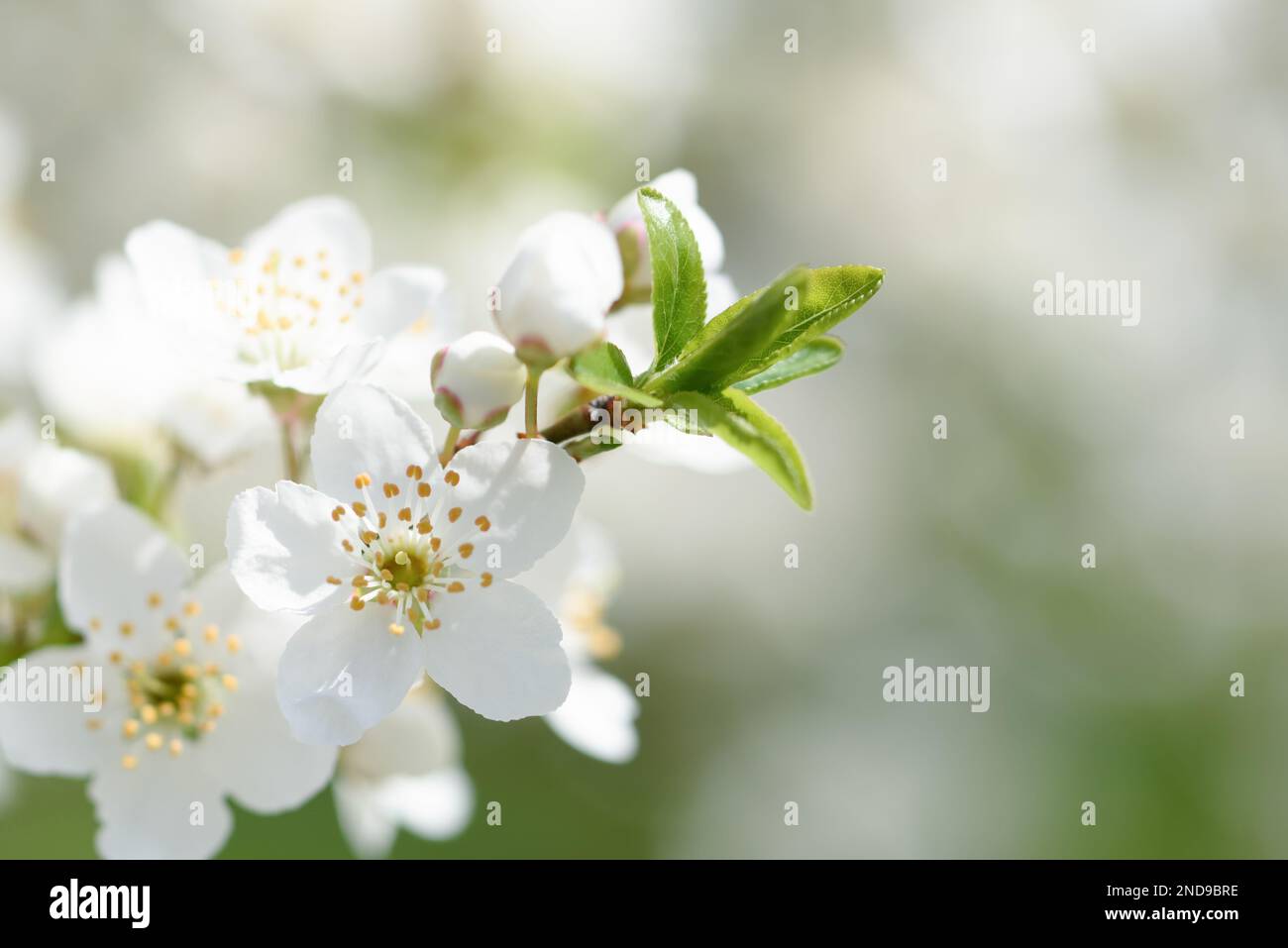 Sfondo primaverile con fiori bianchi e rami di sunbeamson di macro ...