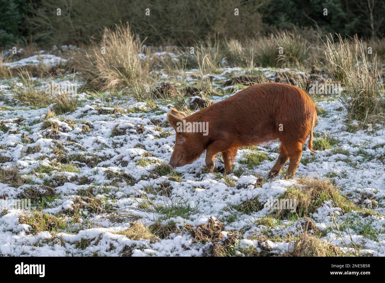Maiale tamworth sus scrofa domesticus immagini e fotografie stock ad ...