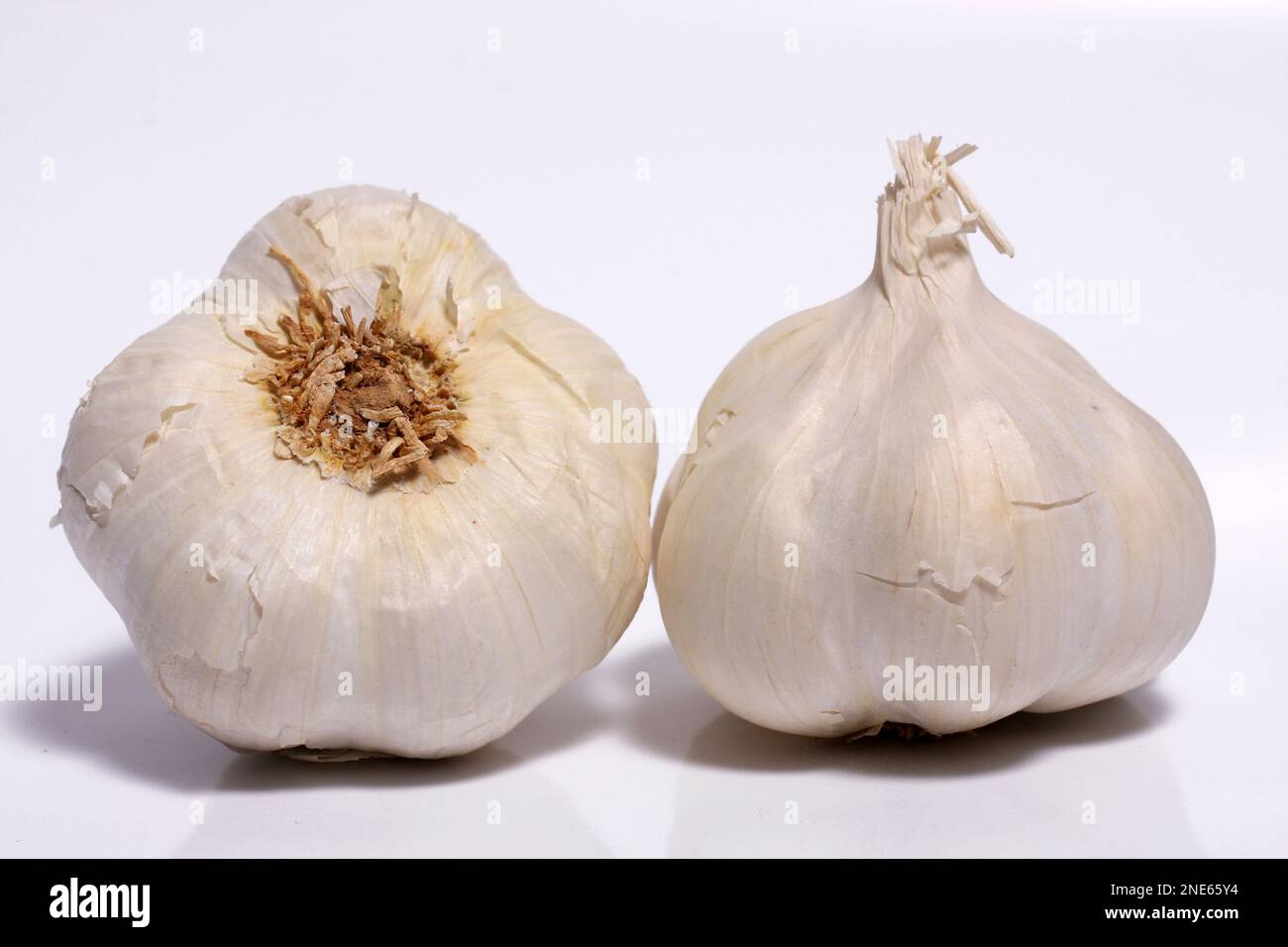 Allium sativum aglio piante piante immagini e fotografie stock ad alta ...