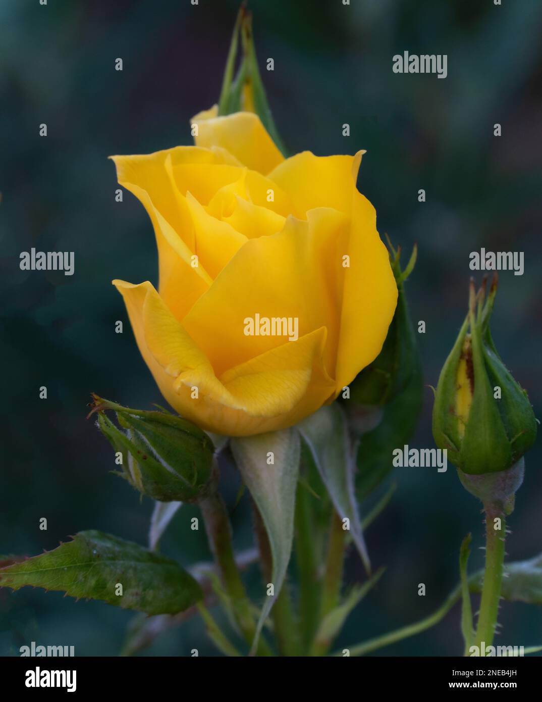 Corolla di fiori immagini e fotografie stock ad alta risoluzione - Alamy