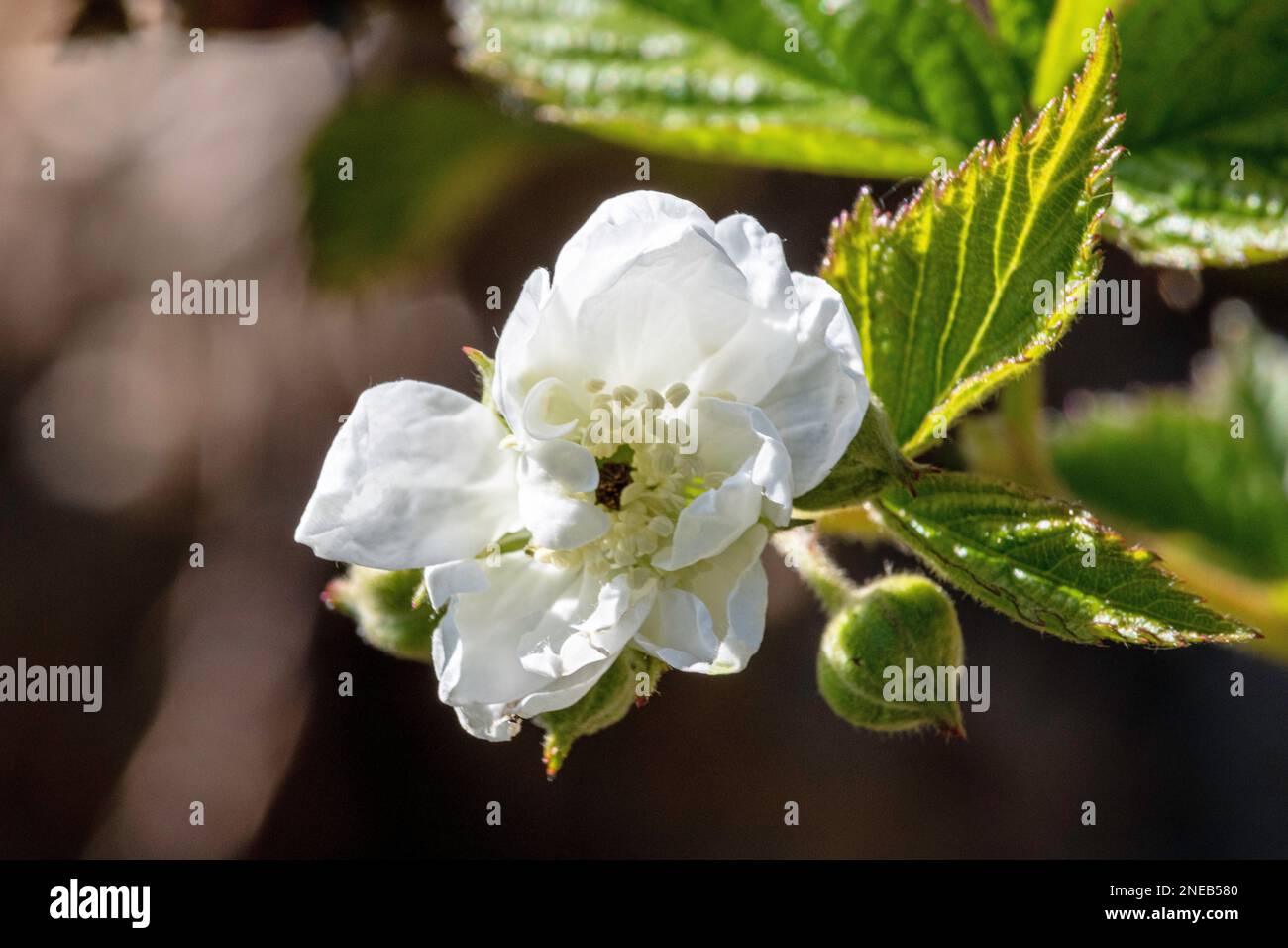 Corolla di fiori immagini e fotografie stock ad alta risoluzione - Alamy