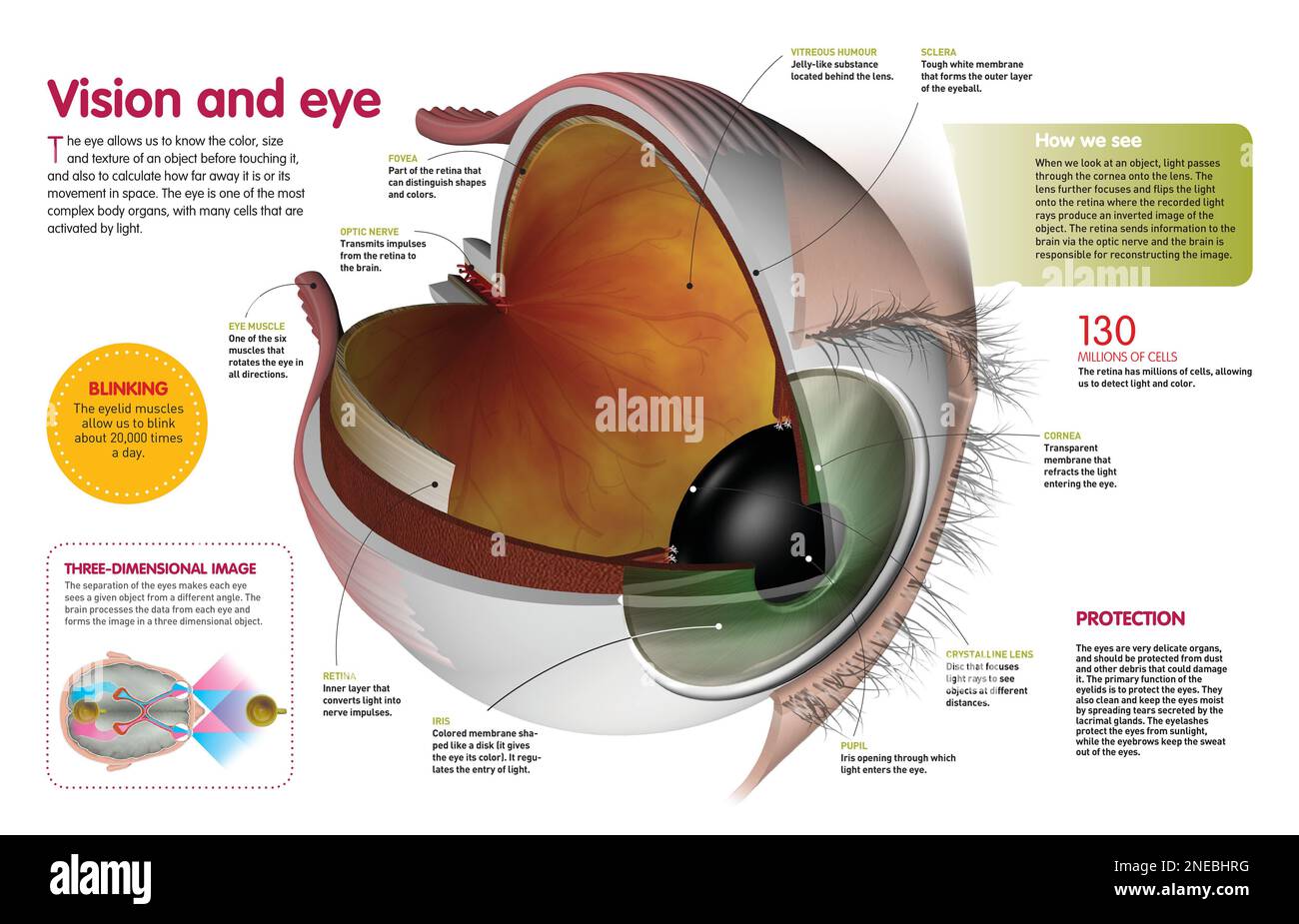 Muscoli oculari immagini e fotografie stock ad alta risoluzione - Alamy