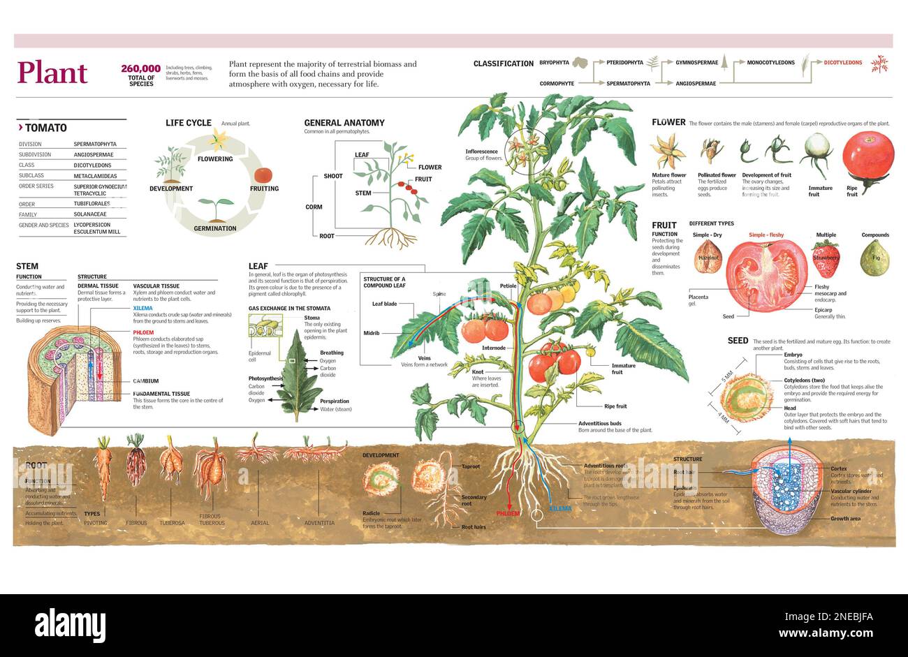 Clasificación de plantas Immagini senza sfondo e Foto Stock ritagliate ...