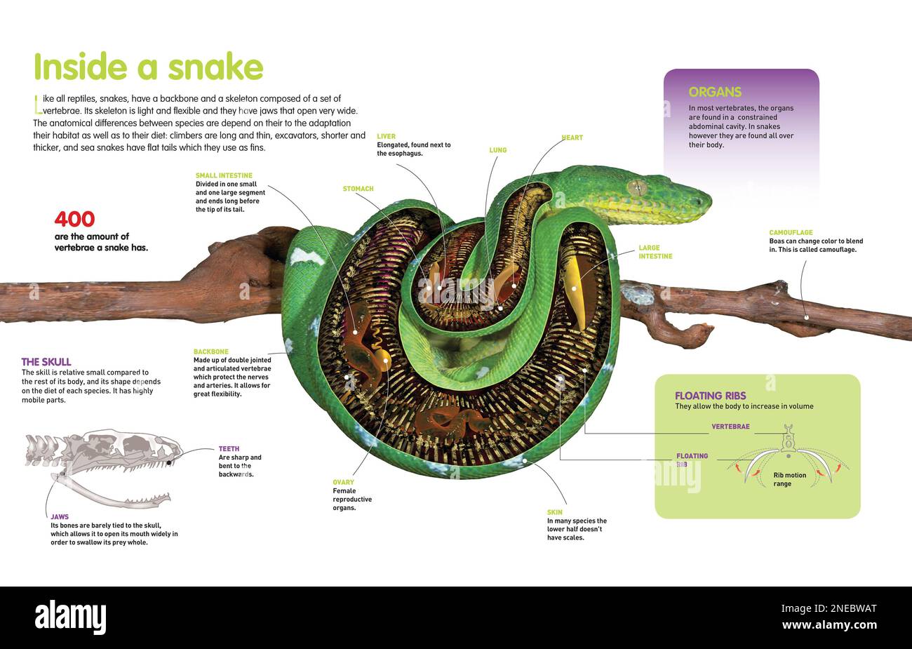 Anatomia dei serpenti immagini e fotografie stock ad alta risoluzione ...