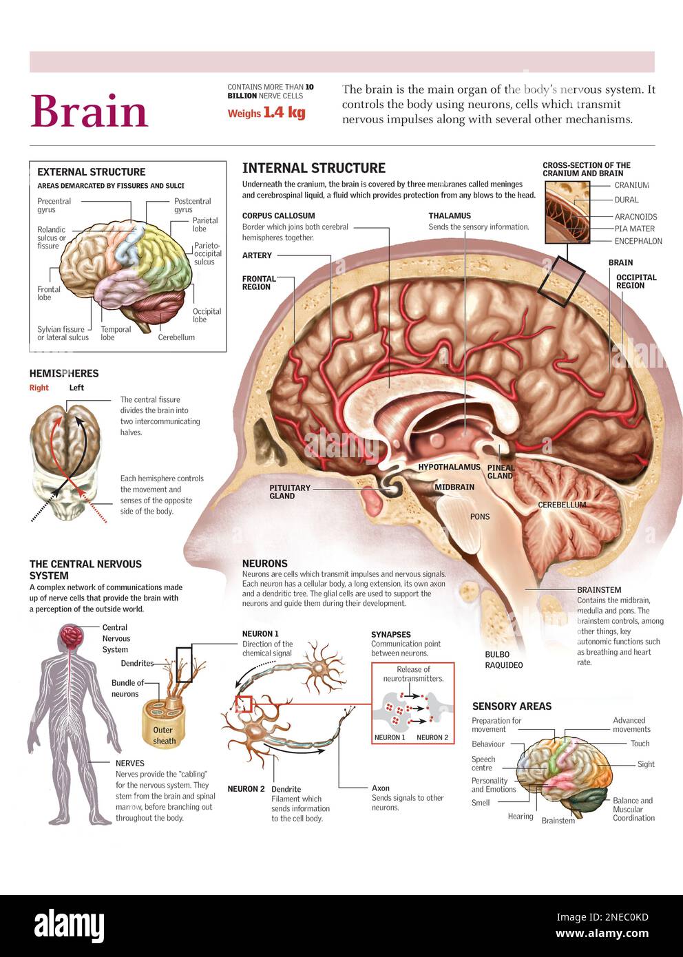 Infografica sulla struttura interna ed esterna del cervello, sulle ...