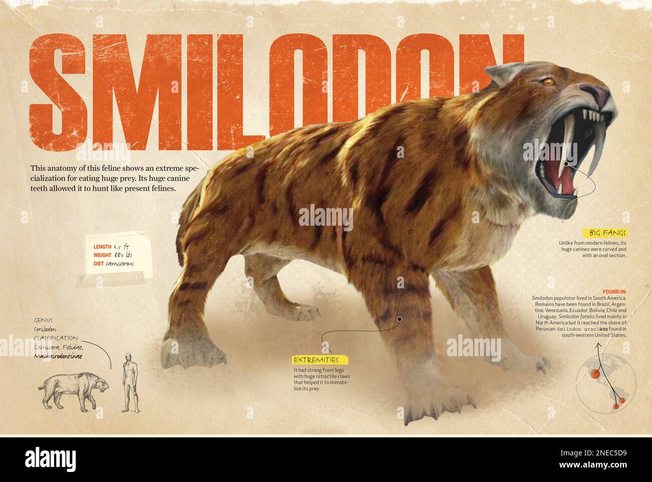 Anatomia dello smilodonte immagini e fotografie stock ad alta ...