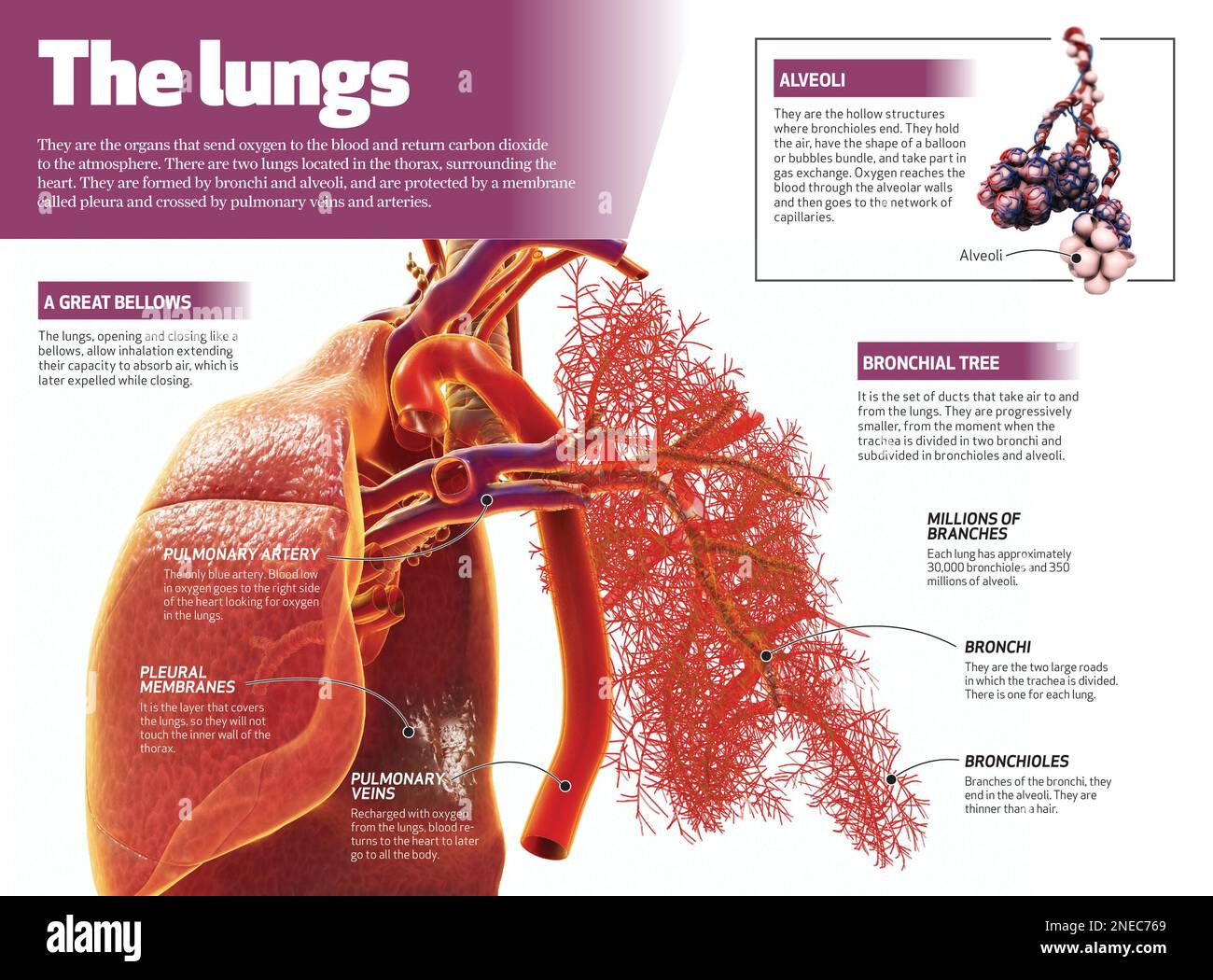 Albero bronchiale con vene e arterie immagini e fotografie stock ad ...