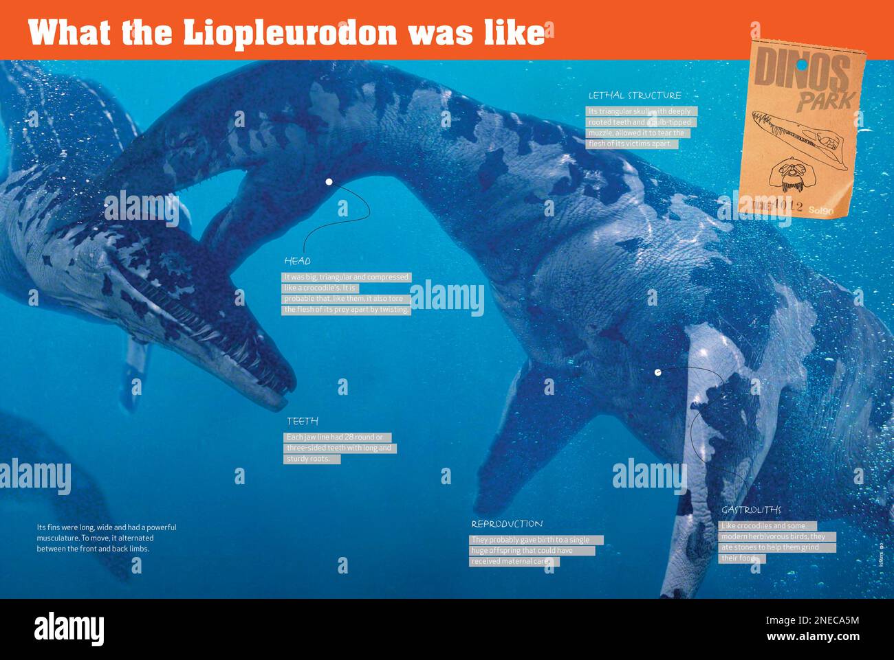 Anatomia del liopleurodon immagini e fotografie stock ad alta ...